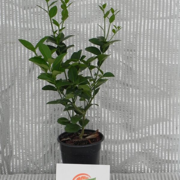 Thornless Key Lime – Rooted Cutting/Bush - Brite Leaf Citrus Nursery