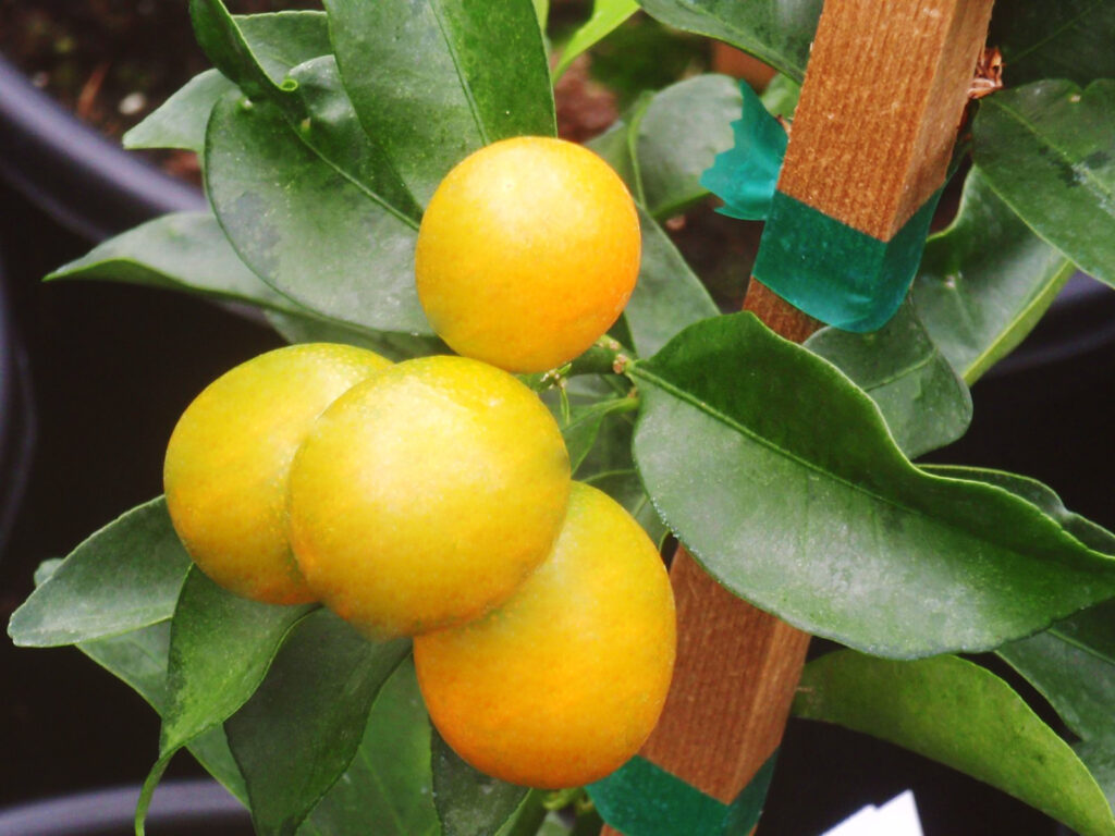 Meiwa Kumquat - Brite Leaf Citrus Nursery