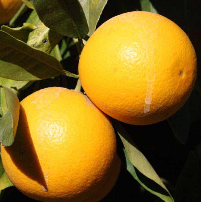 Parson Brown - Brite Leaf Citrus Nursery