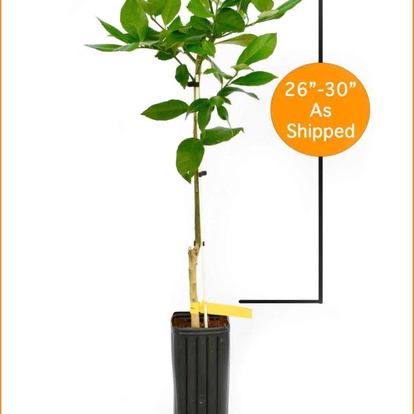 Tango Mandarin - Brite Leaf Citrus Nursery