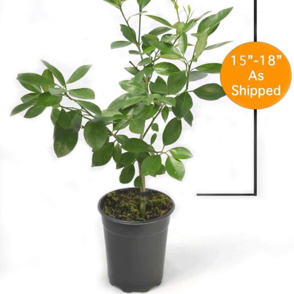 Thornless Key Lime – Rooted Cutting/Bush - Brite Leaf Citrus Nursery